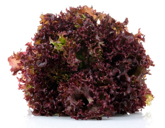 Ruby Leaf Lettuce Seeds Non-gmo Heirloom Fresh Garden - Etsy