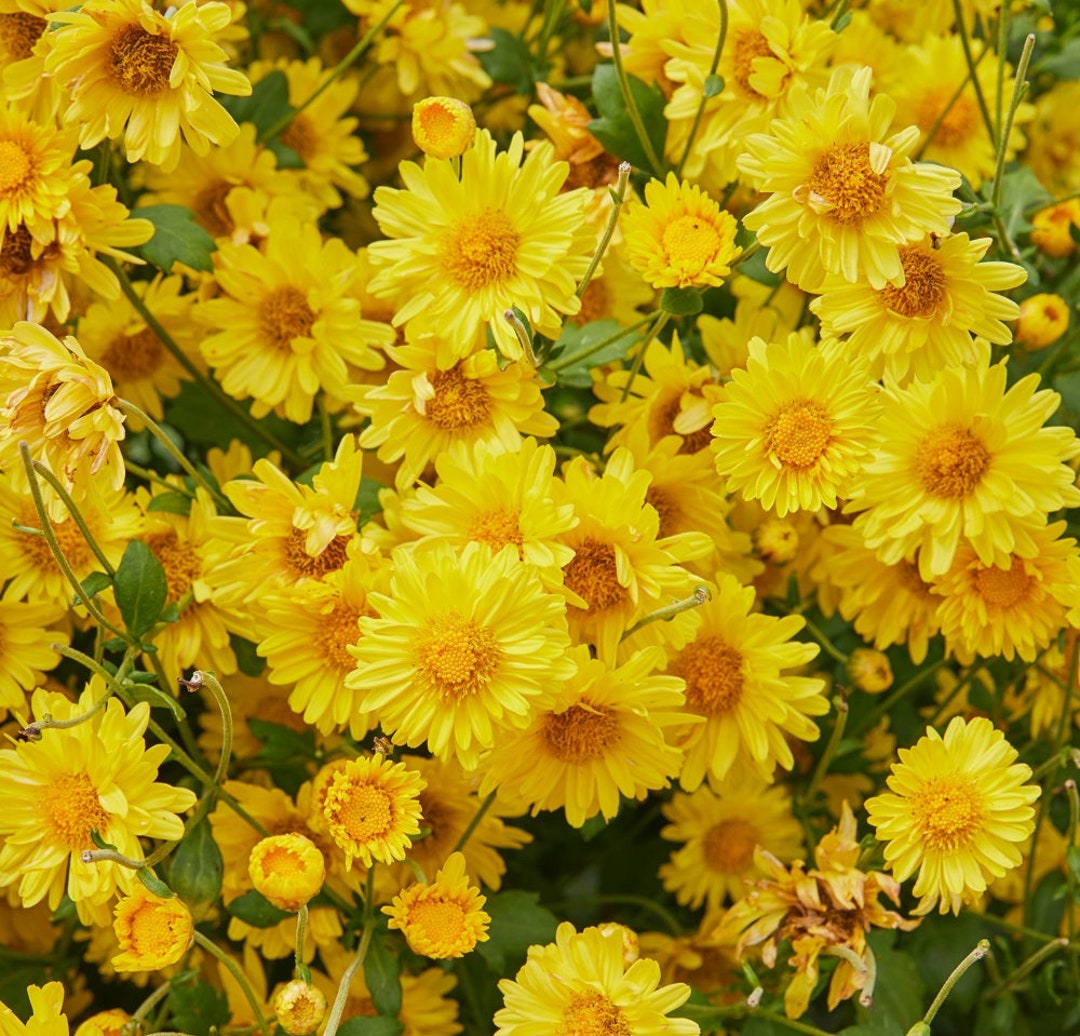Cosmo Bright Light Flower Seeds | Non-gmo | Heirloom | Fresh Garden ...