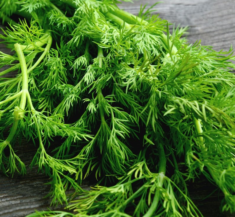 Mammoth Long Island Dill Seeds Non-gmo Heirloom Fresh - Etsy