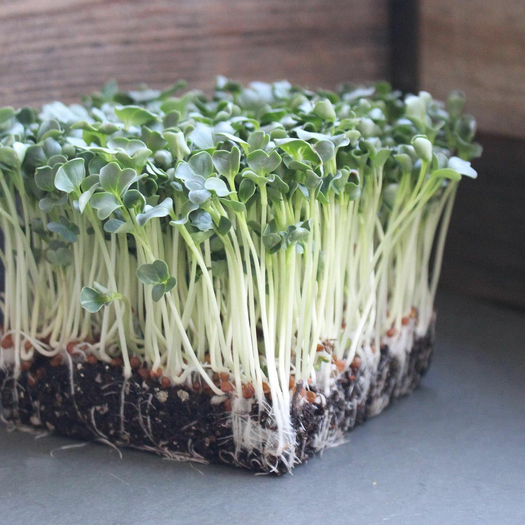 Organic Daikon Radish MICROGREEN Seeds | Heirloom | Non-gmo | Seeds to ...