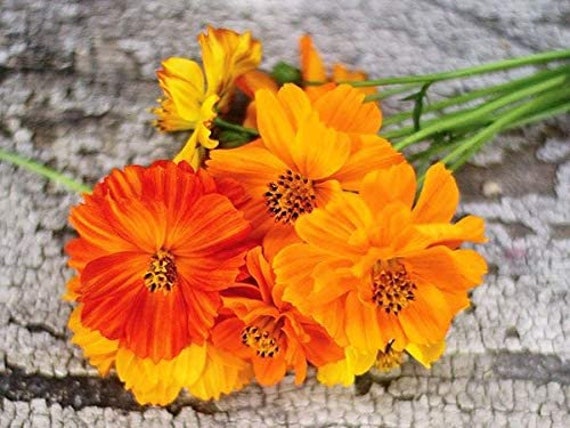 Cosmo Bright Light Flower Seeds Non-gmo Heirloom Fresh | Etsy