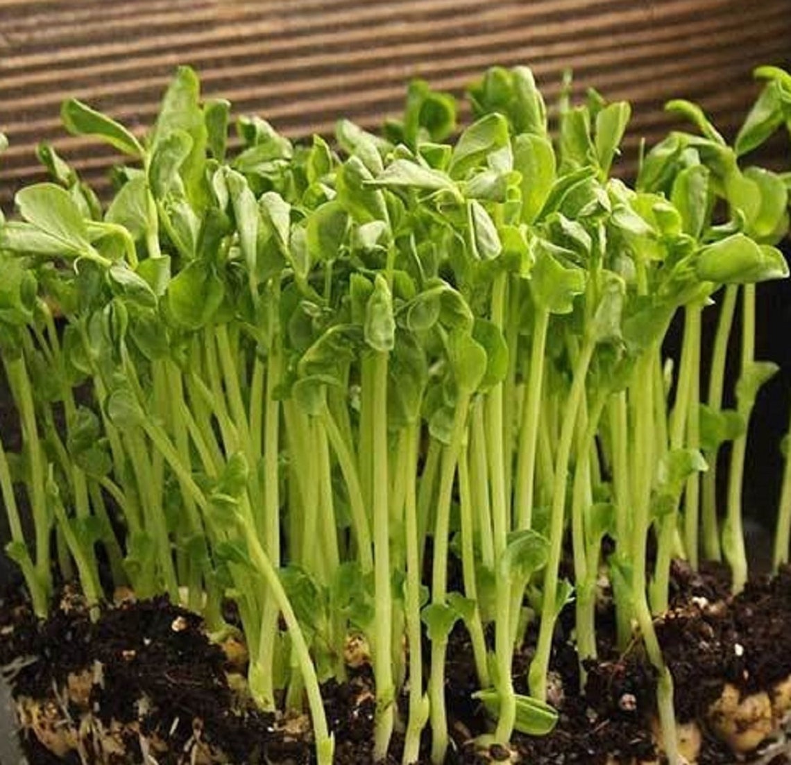 Mammoth Snow Sugar Pea MICROGREEN Seeds | Non-gmo | Heirloom | Fresh ...