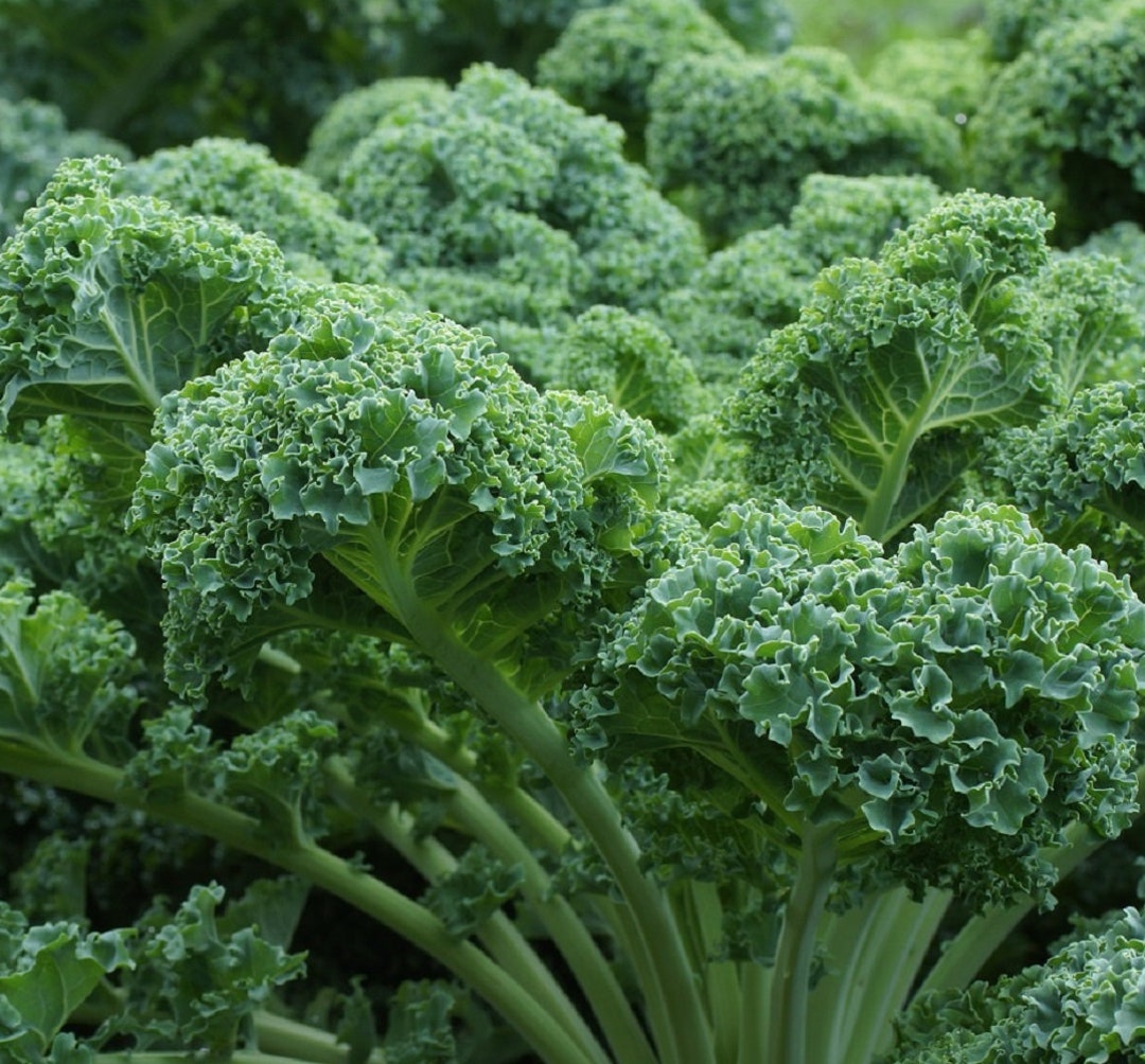 Vates Blue Scotch Kale Seeds | Heirloom | Non-gmo | Fresh Garden Seeds ...