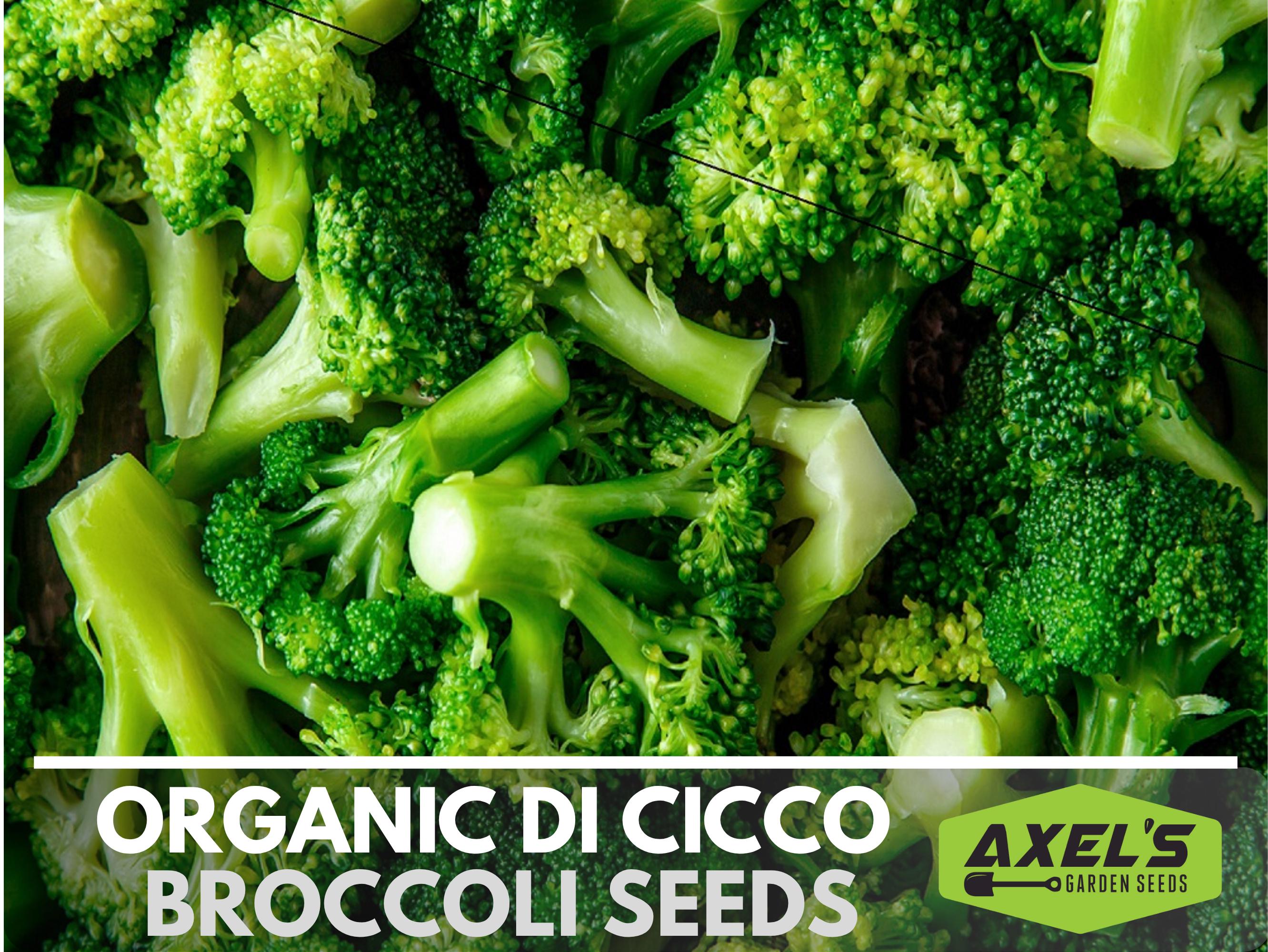 Take A Look About Broccoli Di Ciccio