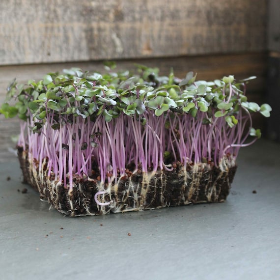 Red Acre Cabbage MICROGREEN Seeds Heirloom Non-gmo Seeds - Etsy