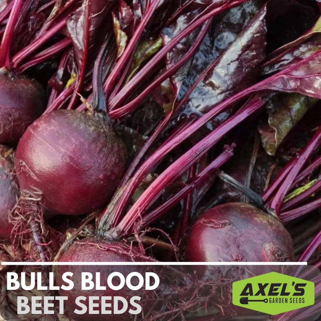 Bull's Blood Beet Heirloom Non-gmo Seeds - Etsy