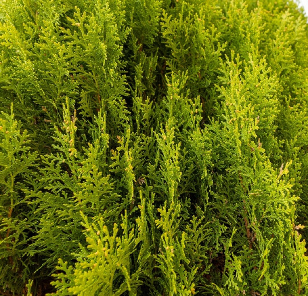 Evergreen Parsley Seeds | Heirloom | Non-gmo | Fresh Garden Seeds - Etsy