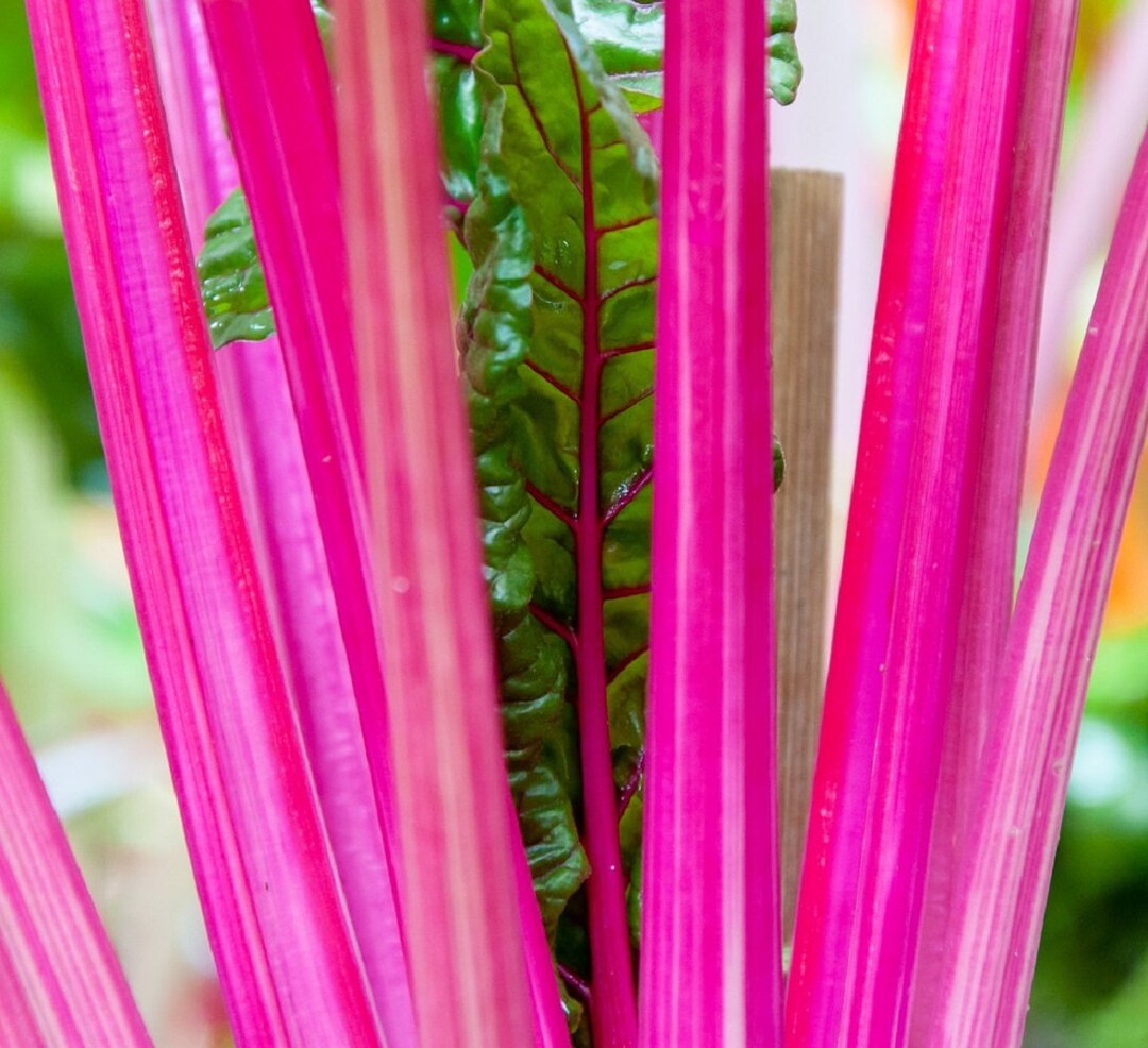 Pink Swiss Chard Seeds | Heirloom | Non-gmo | Fresh Garden Seeds - Etsy