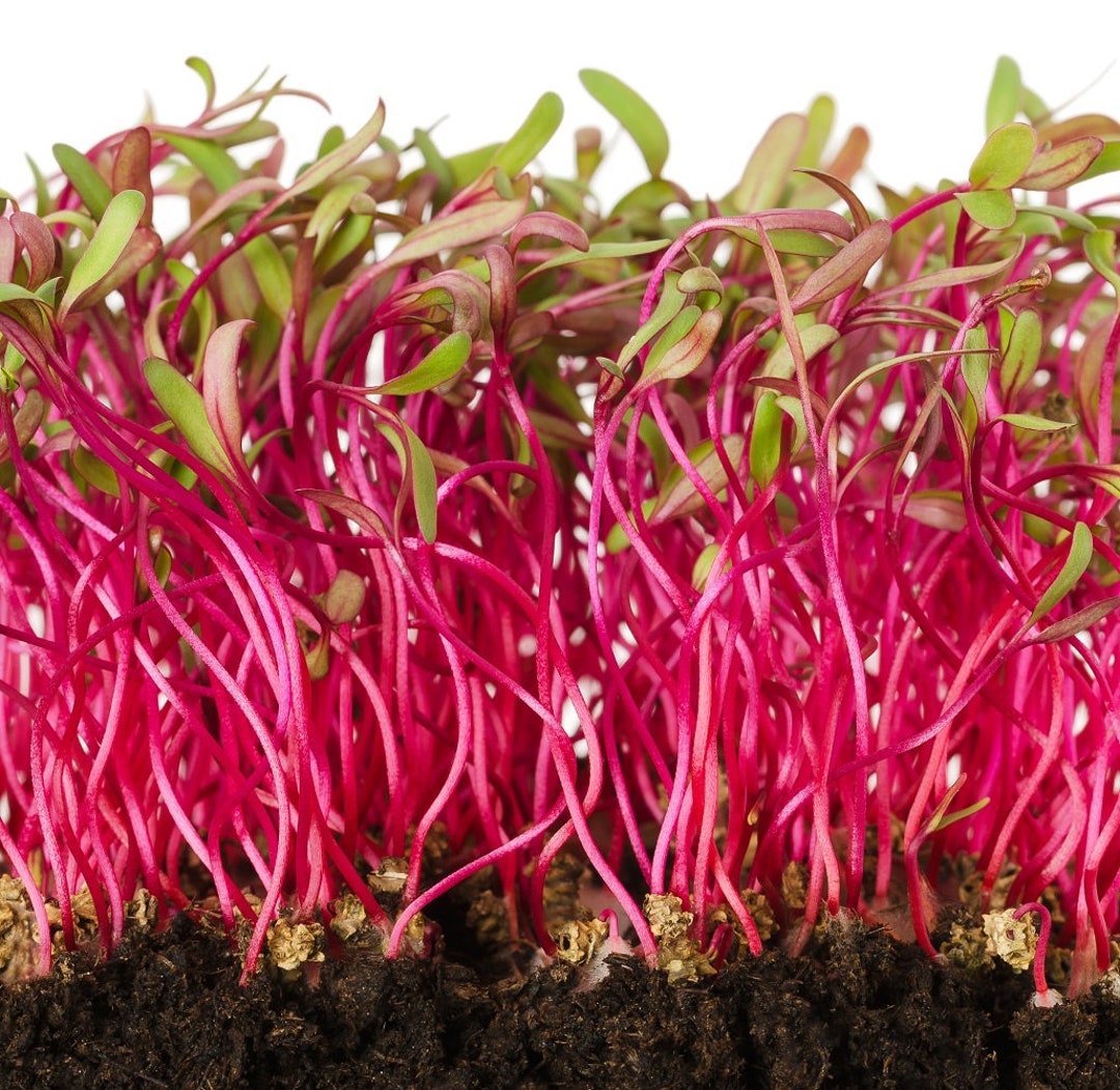 Rainbow Blend Beet Microgreen Seeds | Heirloom | Non-gmo | Seeds for ...