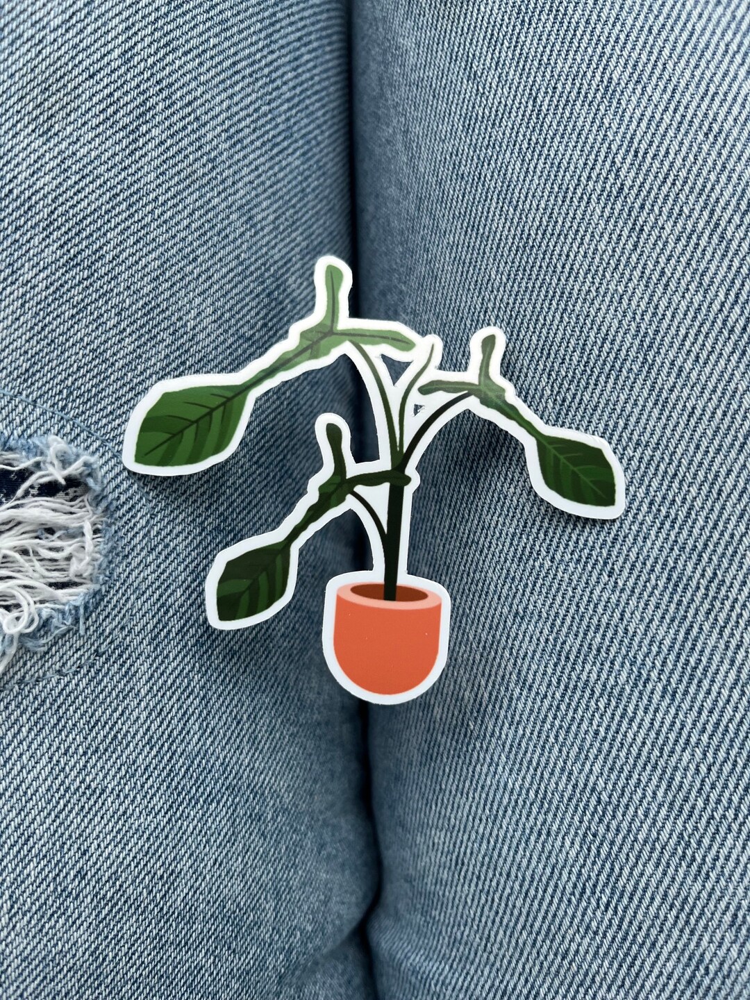 Potted Philodendron Jopeii Sticker - Etsy