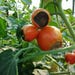 Tomato Blossom End-rot Spray From Rot-rx | Garden Spray Concentrate for ...