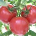 Tomato Blossom End-rot Spray From Rot-rx | Garden Spray Concentrate for ...