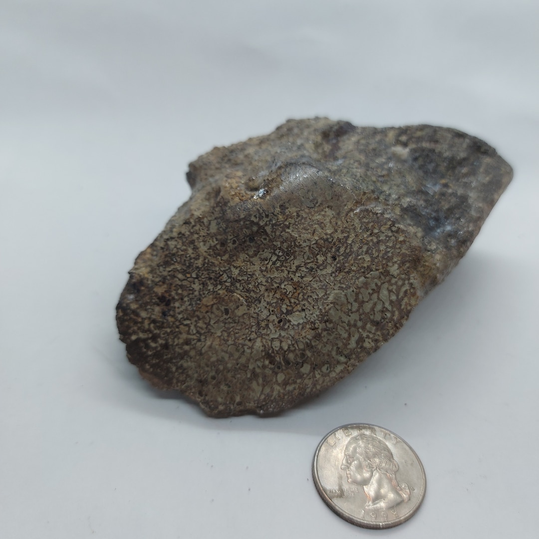 Dinosaur Bone/ Dino Bone - Etsy