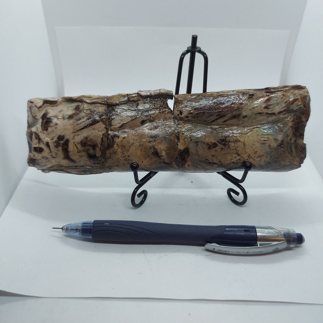 Baculite Fossil - Etsy