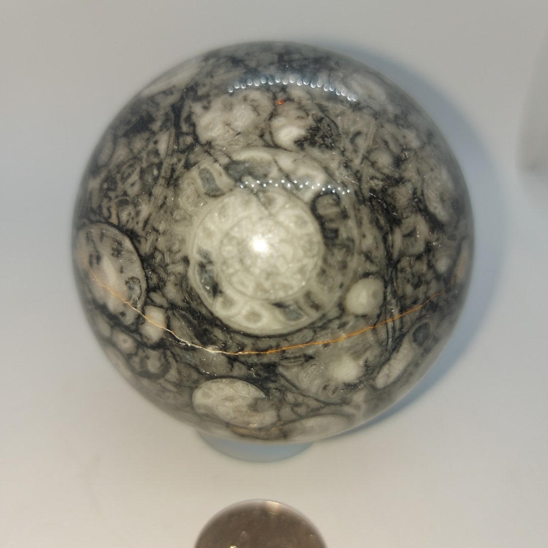 Fossil Sphere/ammonite Fossil Sphere - Etsy