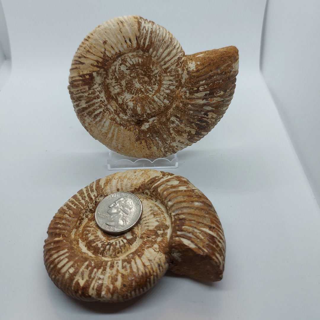 Large Ammonite/natural Ammonite/polished Large Ammonite/marine Fossil ...