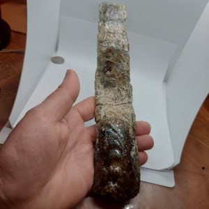Iridescent Baculite Fossil From Alberta Canada - Etsy