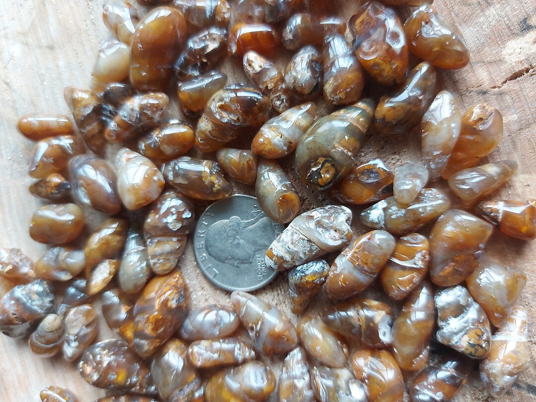 Agatized Turritella Shells - Etsy