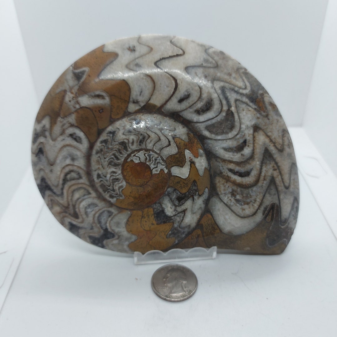 Large Ammonite/natural Ammonite/polished Large Ammonite/marine Fossil ...