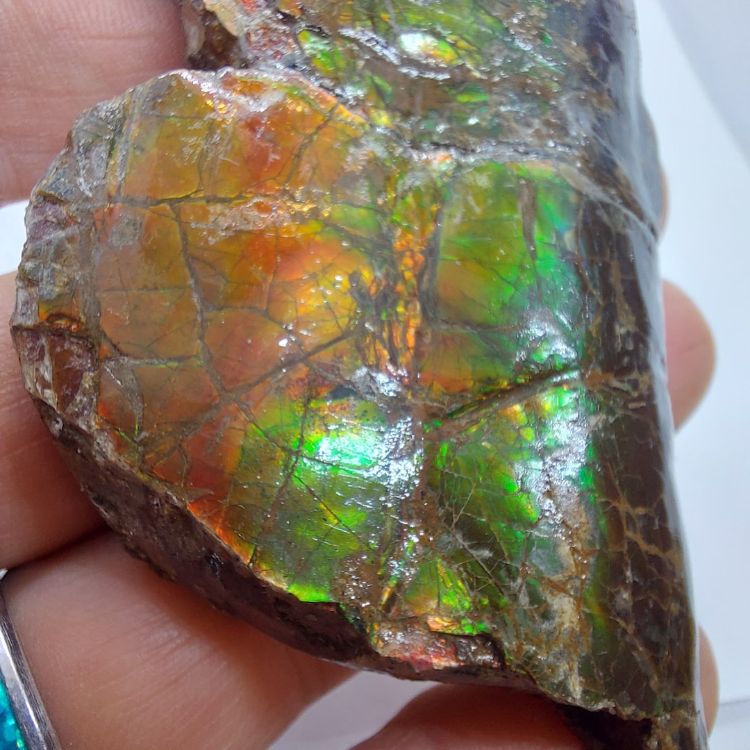 Baculite Fossil - Etsy