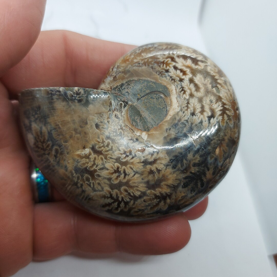 Large Ammonite/natural Ammonite/polished Large Ammonite/marine Fossil ...