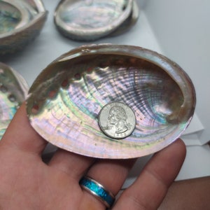 Iridescent Abalone Shell - Etsy