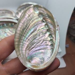Iridescent Abalone Shell - Etsy