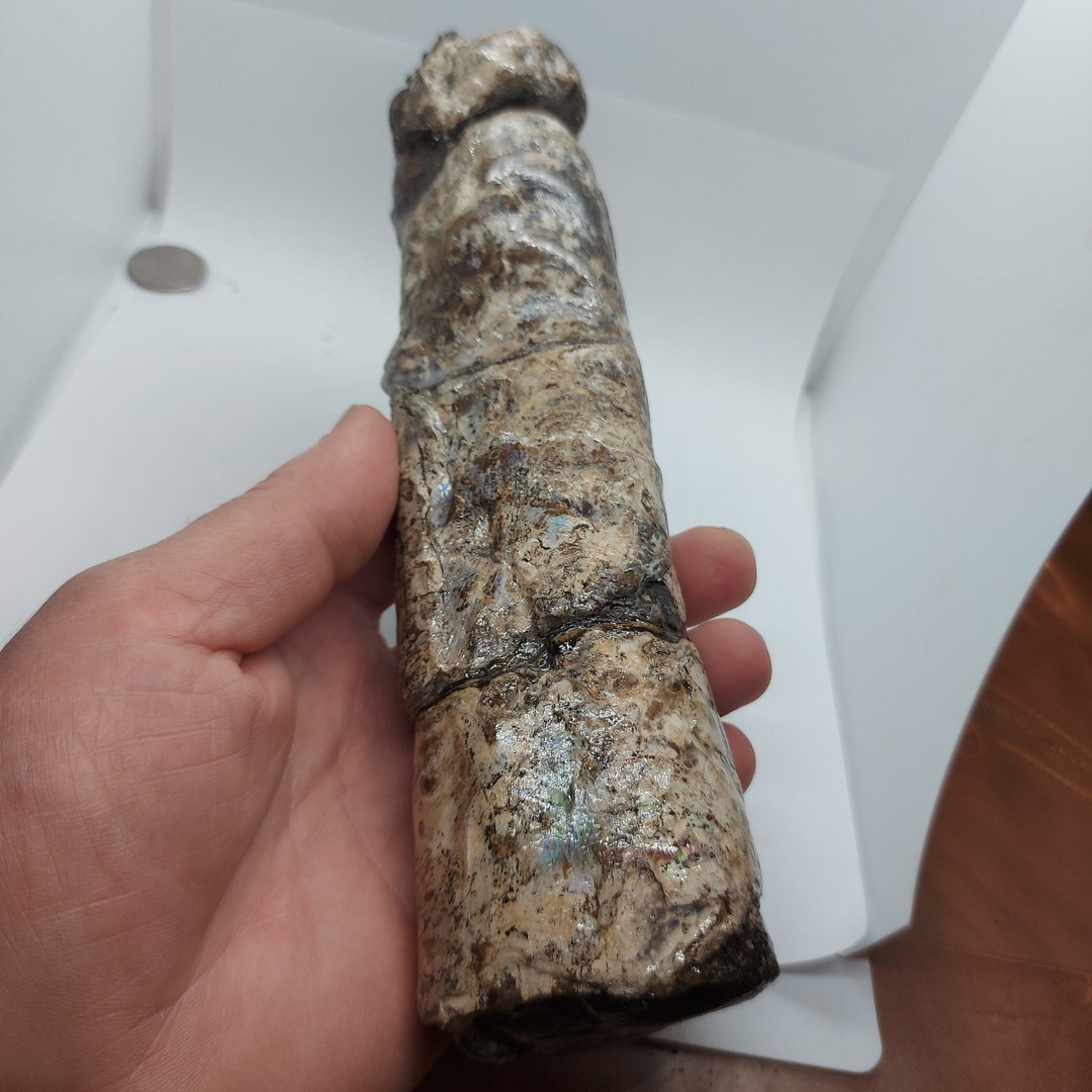 Alberta Baculite Fossil: Iridescent Ancient Sea Creature - Etsy