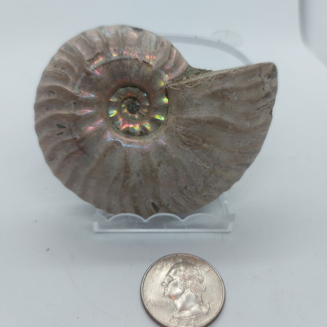 Large Ammonite/natural Ammonite/polished Large Ammonite/marine Fossil ...