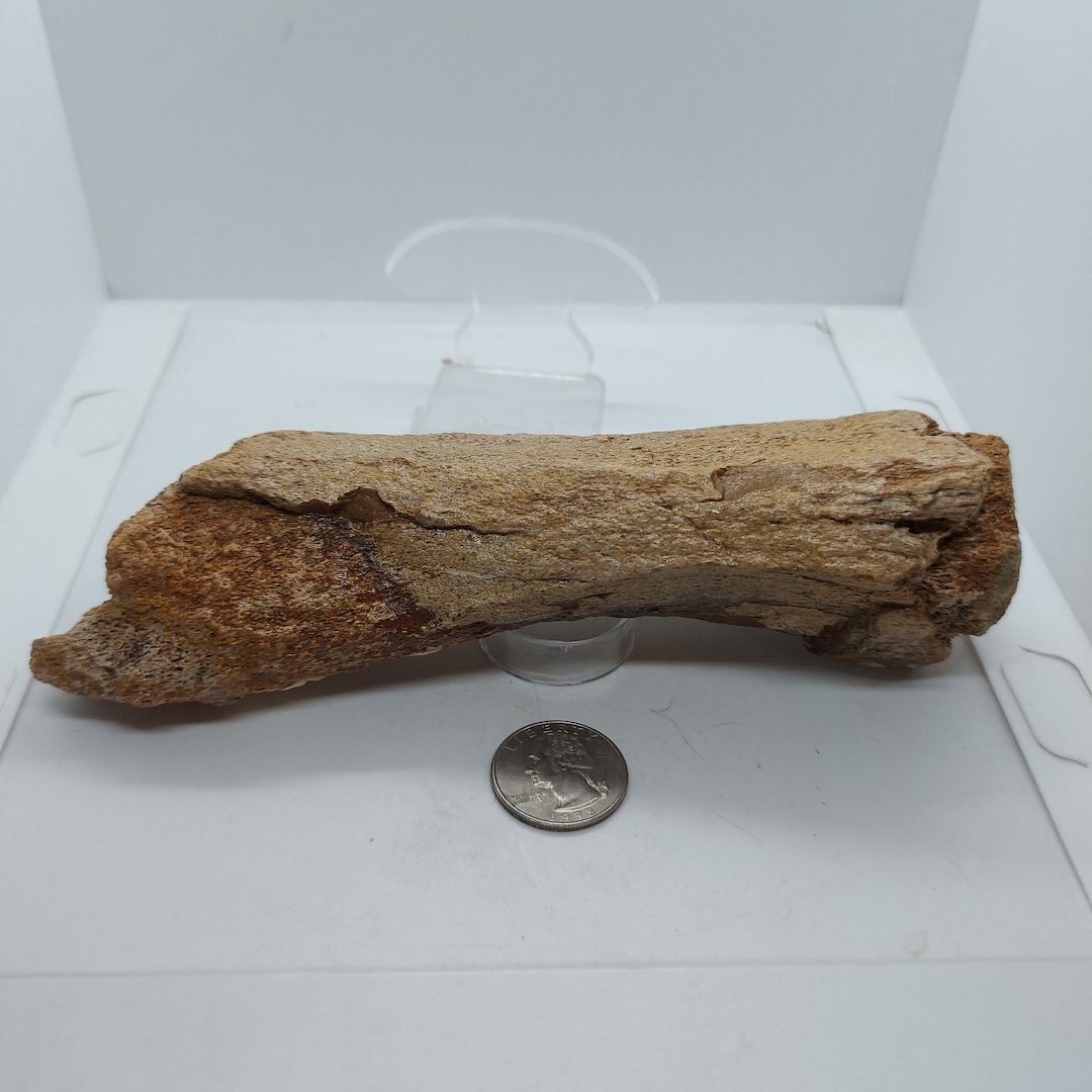 Dinosaur Bone/ Dino Bone - Etsy