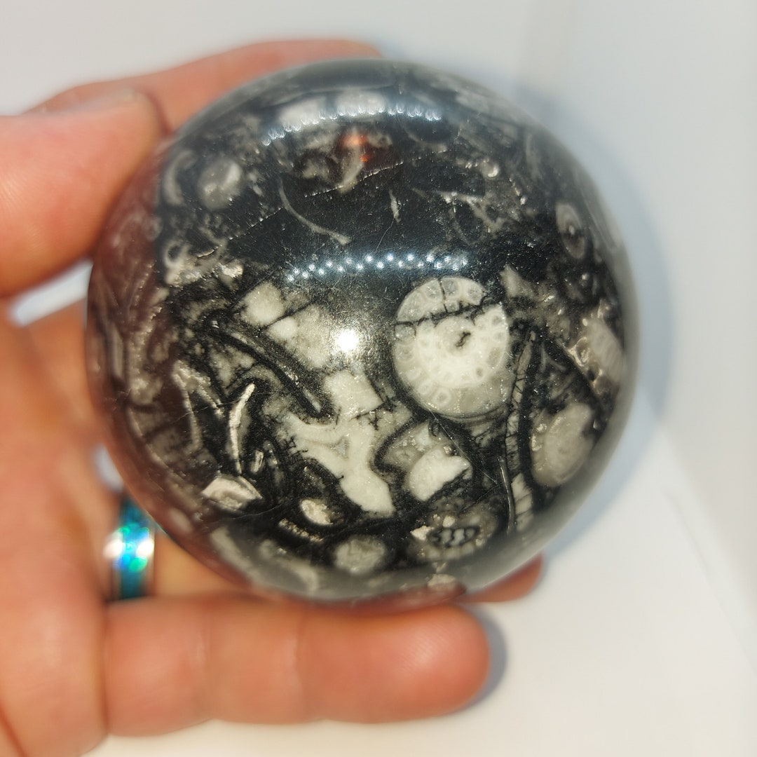 Large Ammonite Fossil Sphere - Etsy