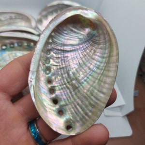 Iridescent Abalone Shell - Etsy