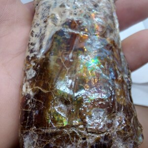 Iridescent Baculite Fossil From Alberta Canada - Etsy