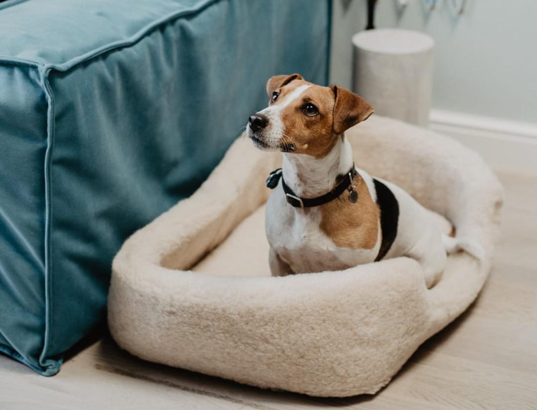NEW Elegant NATURAL WOOL Dog Pet Bed With a Pillow - Etsy
