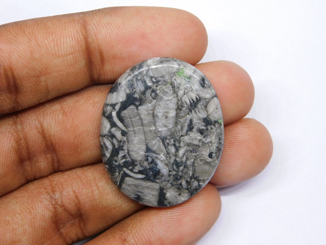 Natural Crinoid Fossils, Crinoid Fossils Cabochon, Crinoid Fossils ...