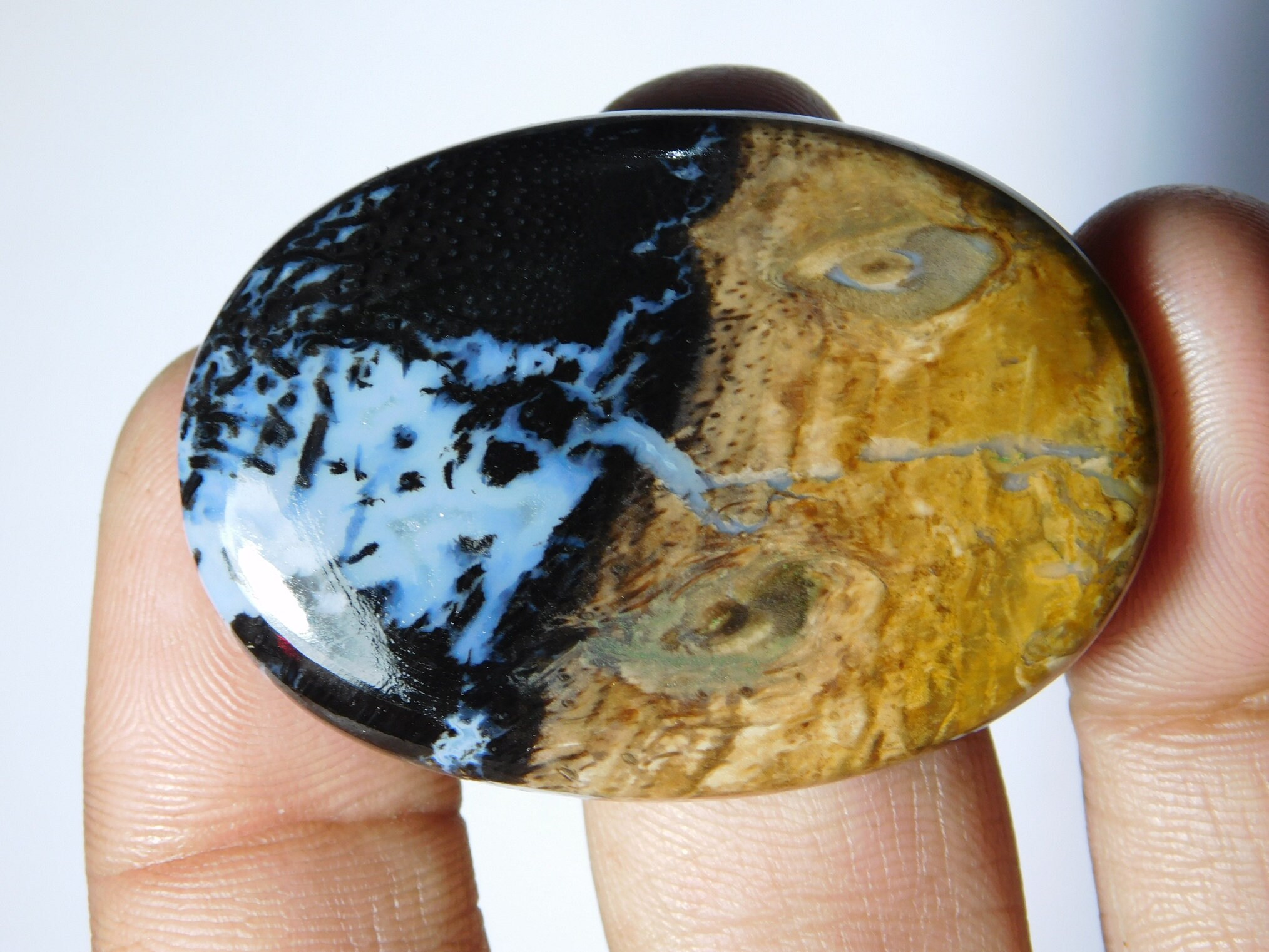 Natural Petrified Palm Root Fossil Smooth Cabochon Loose | Etsy