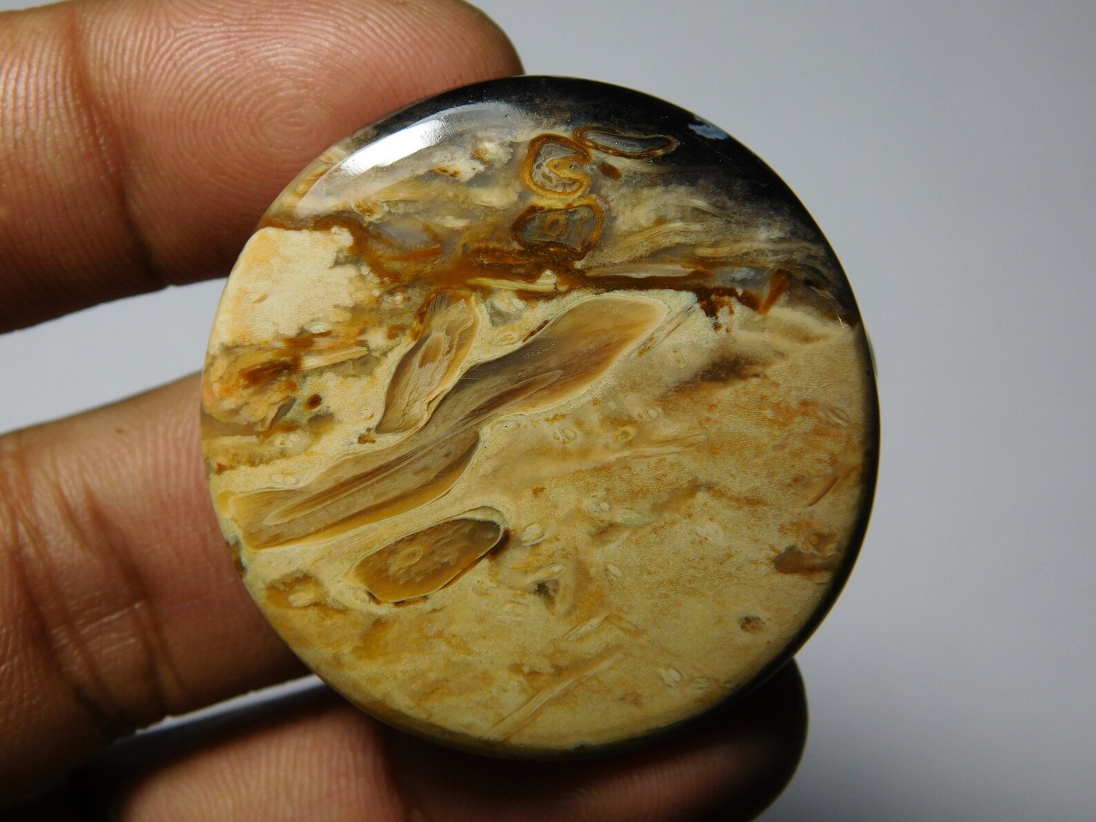 Natural Petrified Palm Root Fossil Smooth Cabochon Loose | Etsy