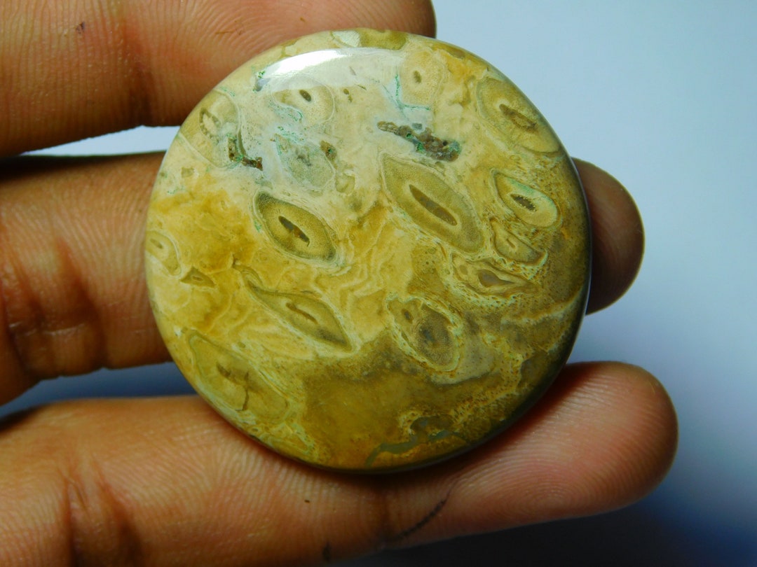 Natural Petrified Palm Root Fossil Smooth Cabochon Loose Gemstones ...