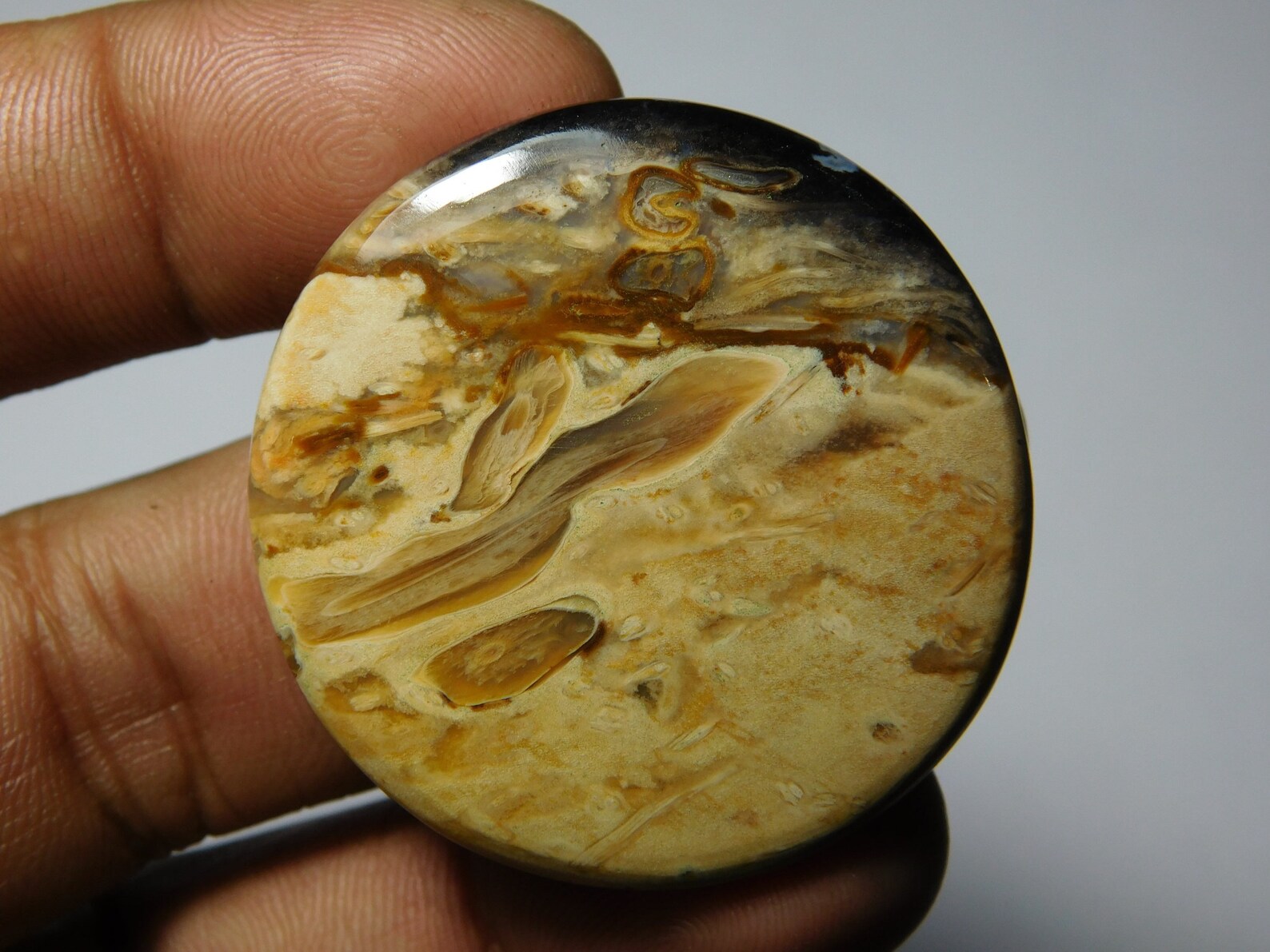 Natural Petrified Palm Root Fossil Smooth Cabochon Loose - Etsy