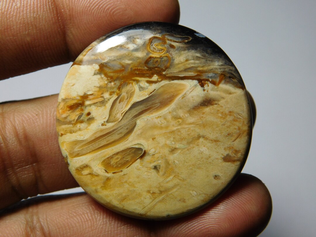 Natural Petrified Palm Root Fossil Smooth Cabochon Loose Gemstones ...