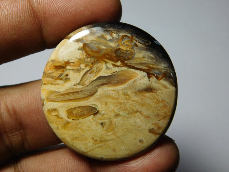 Natural Petrified Palm Root Fossil Smooth Cabochon Loose - Etsy