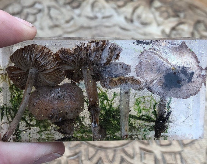 Real Fungus for Bone Throwing Bone Casting Osteomancy 4 Almost Sold Out ...
