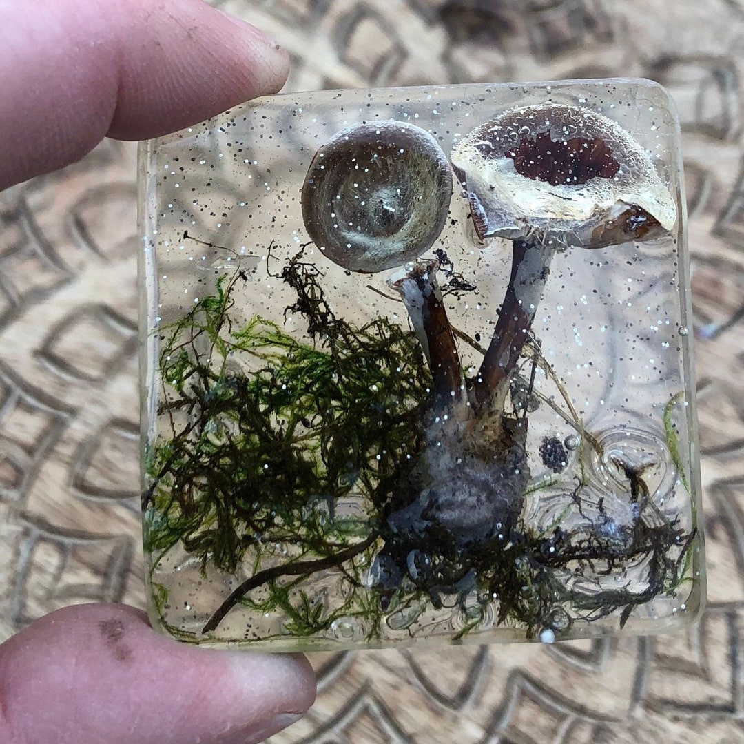 Real Fungus aged for Bone Throwing Bone Casting - Etsy