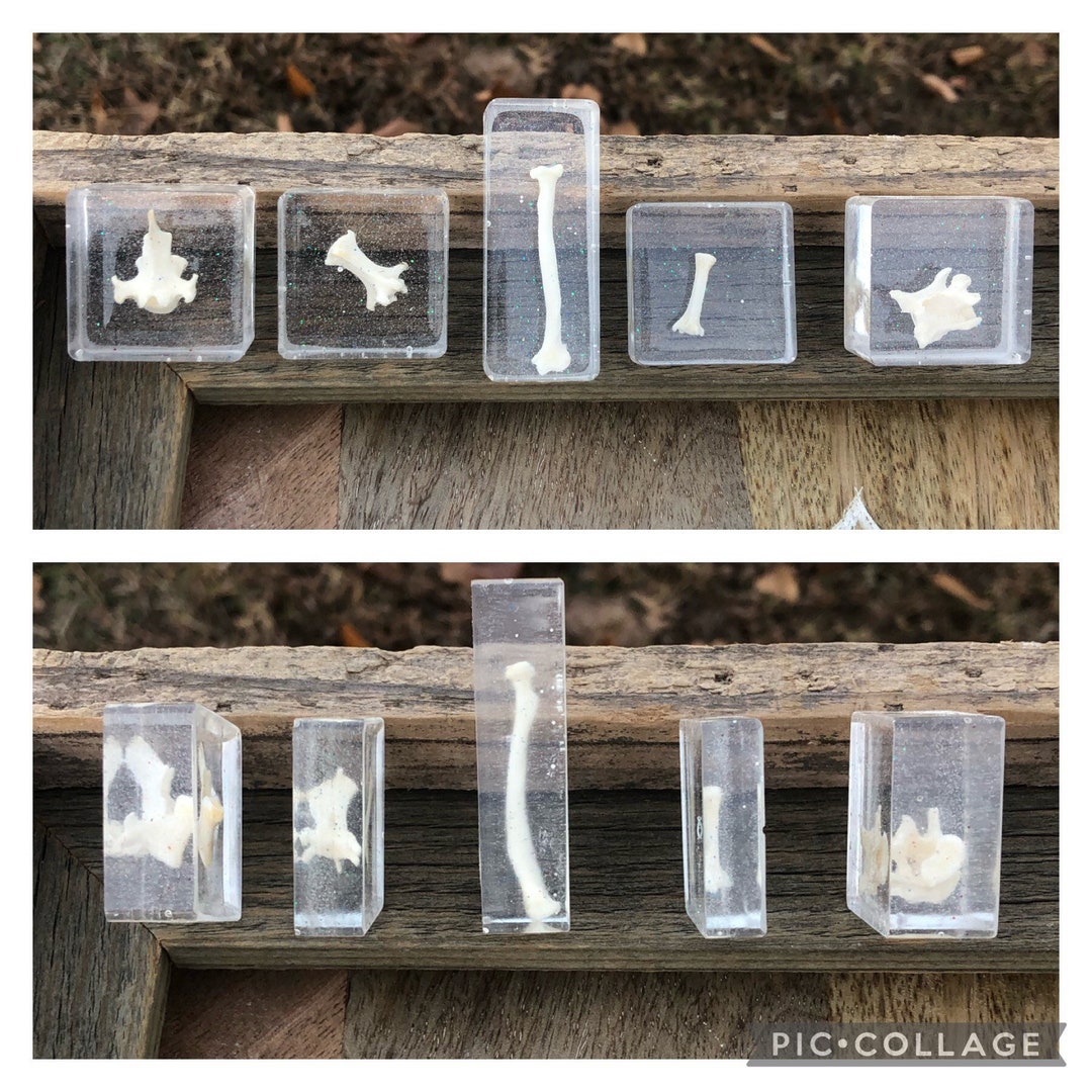 Real Mink Bones in Resin for Bonecasting Throwing Bones Osteomancy 1 ...