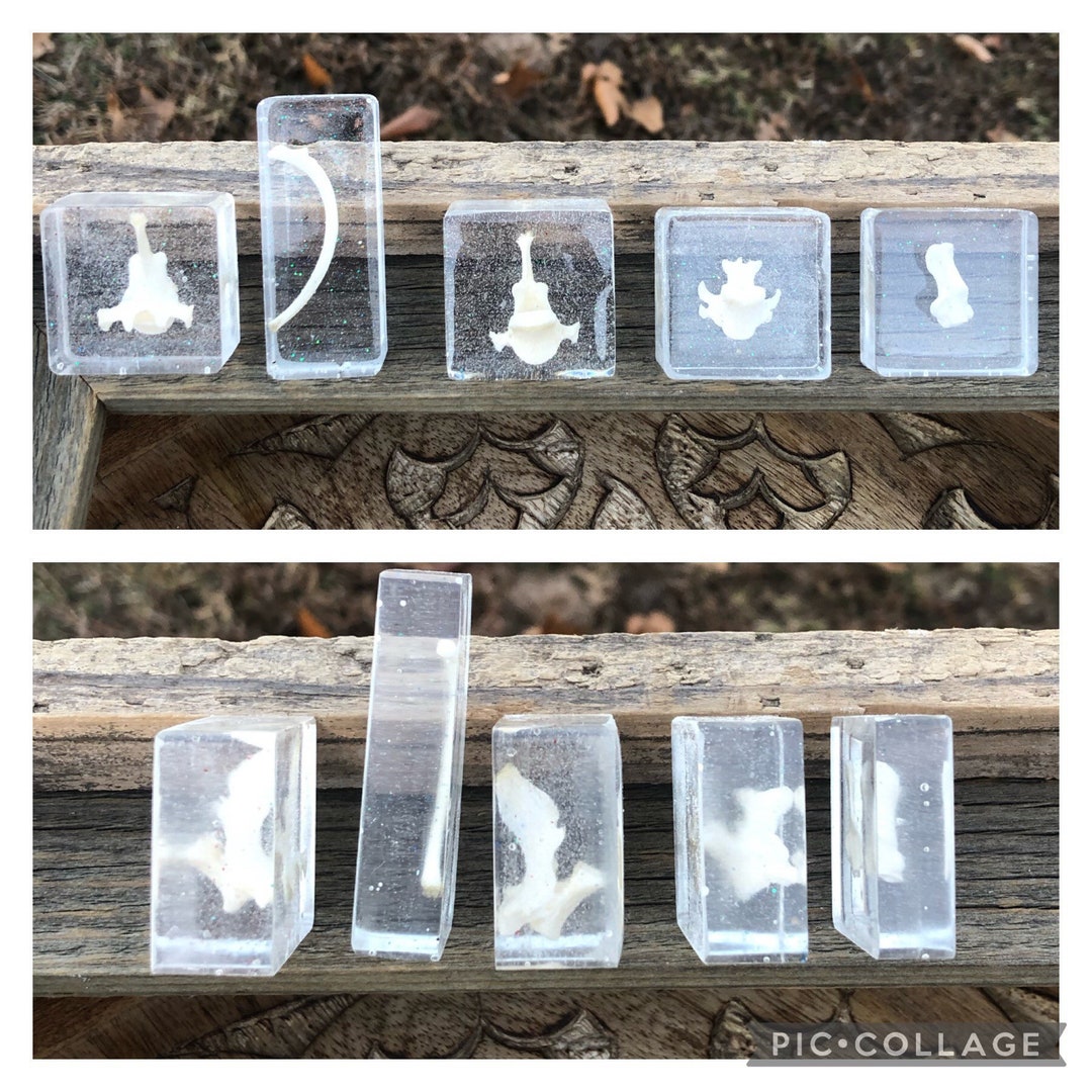 Real Mink Bones in Resin for Bonecasting Throwing Bones Osteomancy 3 ...