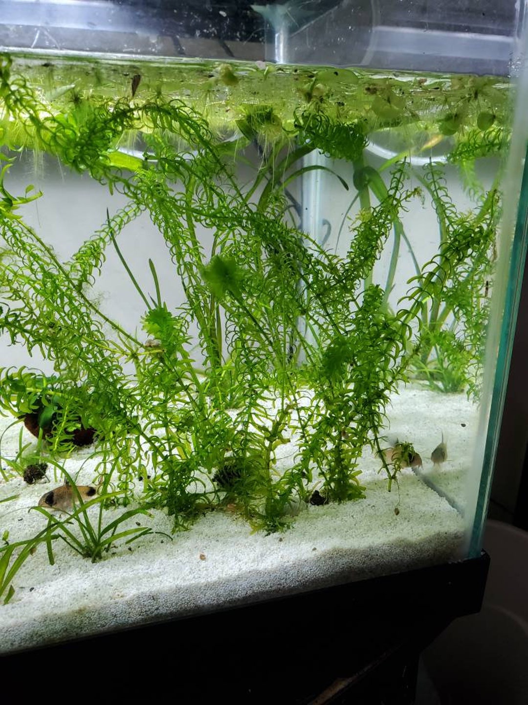 Anacharis Elodea Easy Aquatic Stem Pond Plant FREE SHIPPING - Etsy