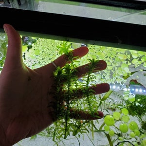 Anacharis Elodea Easy Aquatic Stem Pond Plant FREE SHIPPING - Etsy