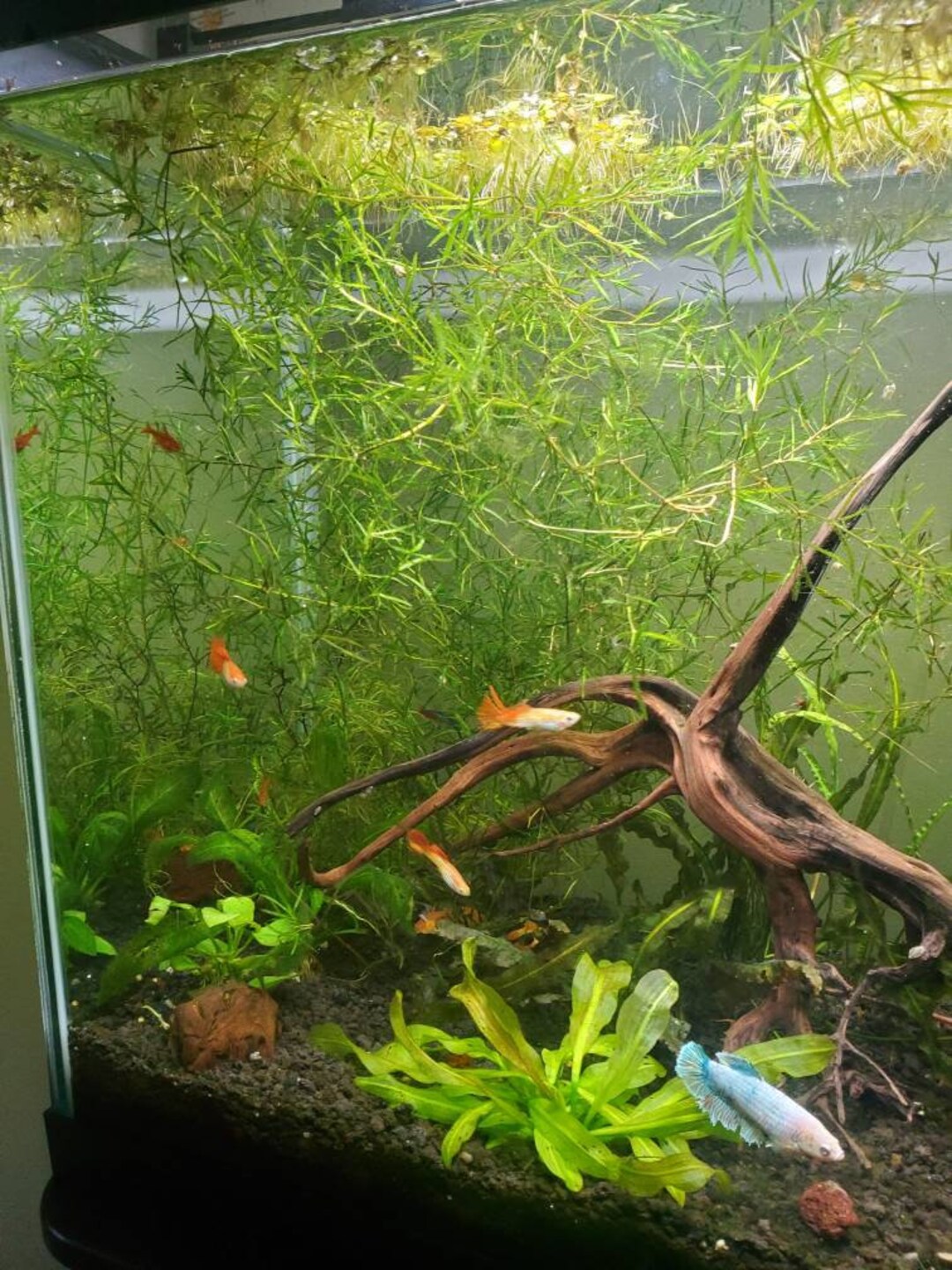 Guppy Grass Aquatic Stem Pond Plant - Etsy