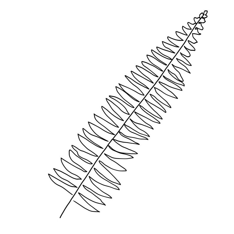 Hand Drawn Fern Flower Line Art, SVG PNG (digital Download) - Etsy