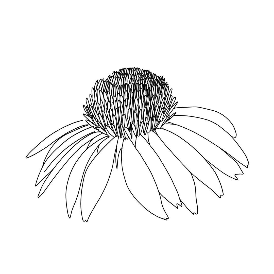 Hand Drawn Coneflower Flower Line Art, SVG PNG (digital Download) - Etsy